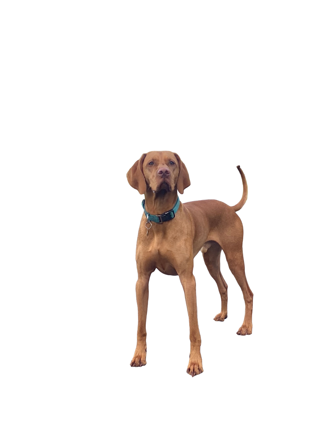 Meet Lenny - Vizsla Stud Dog